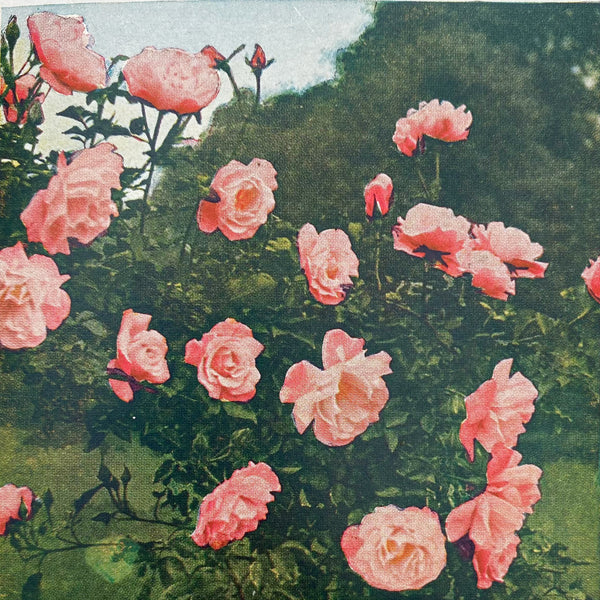How to Grow Roses by J Horace McFarland & Robert Pyle - 1946 Edition ...