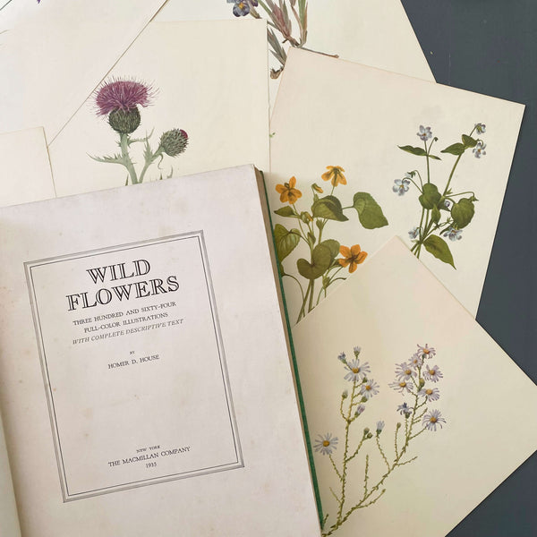 Wild Flowers by Homer D. House - 1937 Edition – In The Vintage Kitchen Shop