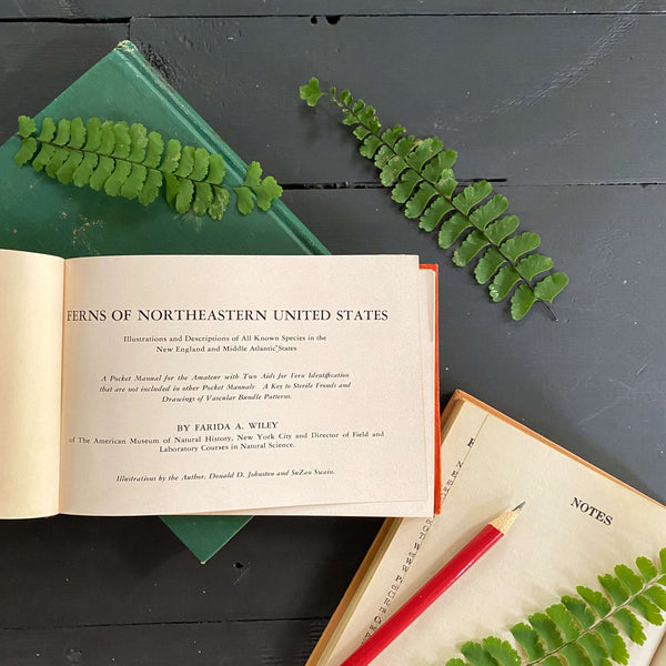 Vintage 1940s Fern Indentification Guide - Ferns of Northeastern Unite ...