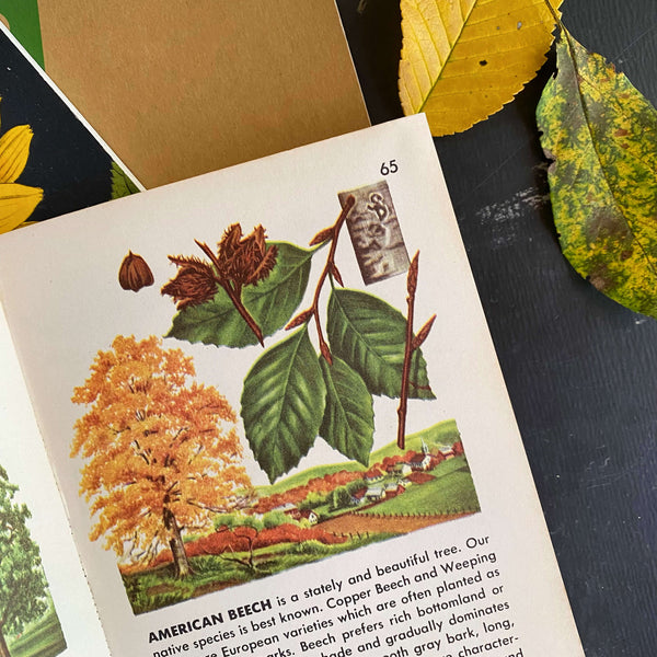Vintage 1950s Tree Identification Book circa 1956 by Golden Press – In ...