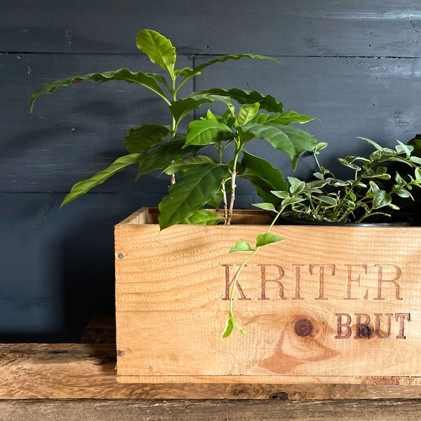 Wooden French Wine Box Crate - Kriter Brut de Brut - 21x6 Size – In The ...