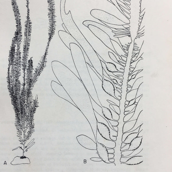 How to Know the Seaweeds - E. Yale Dawson - Seaweed Identification Gui ...