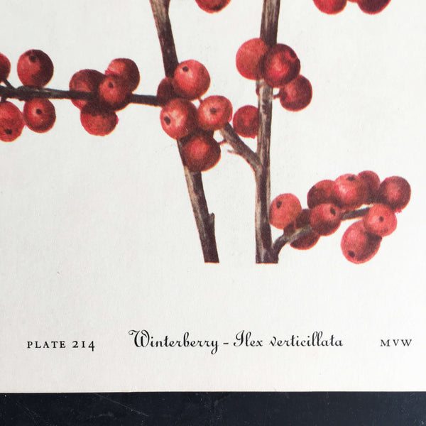 1950's Red Berry Botanical Print - Winterberry & Red Maple - Wild Flow ...