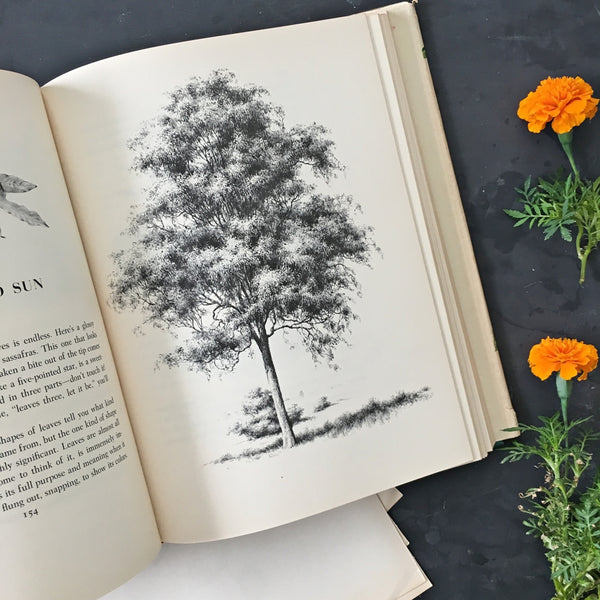 The Rainbow Book of Nature by Donald Culross Peattie - 1957 First Edit ...