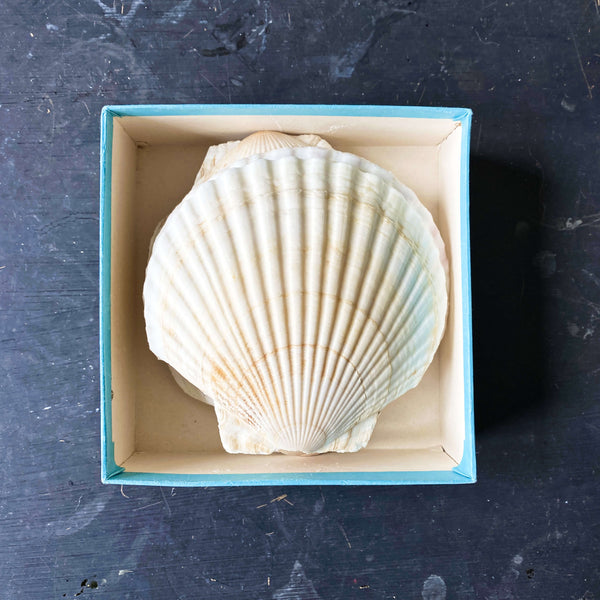 Vintage 1960s Sea Shell Appetizer Trays - Reese Finer Foods - Set of S ...