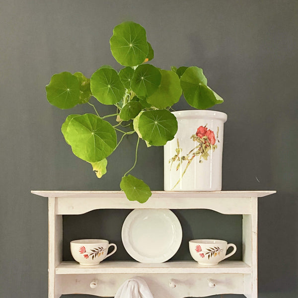 Vintage Ceramica Due Torri Italian Canister Crock with Red Flowers – In ...