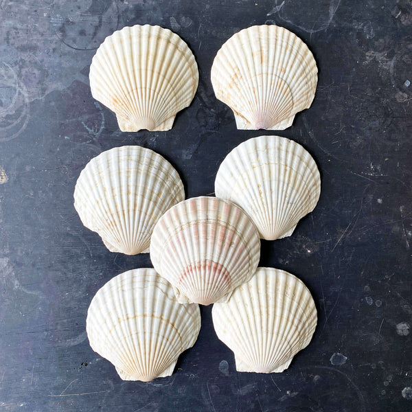 Vintage 1960s Sea Shell Appetizer Trays - Reese Finer Foods - Set of S ...